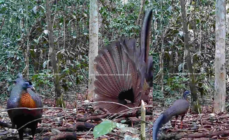 Kuau, Burung Legendaris Penari Hutan Dayak Muncul di Berau: Tertangkap ...
